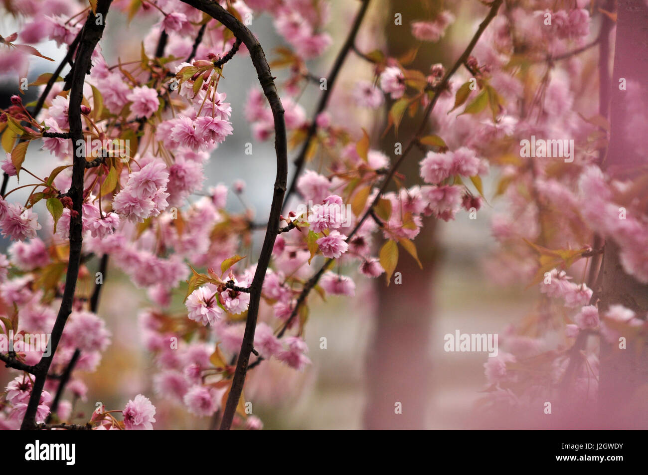 Pink blooming sakura tree branch in the spring park in Gdynia Stock ...