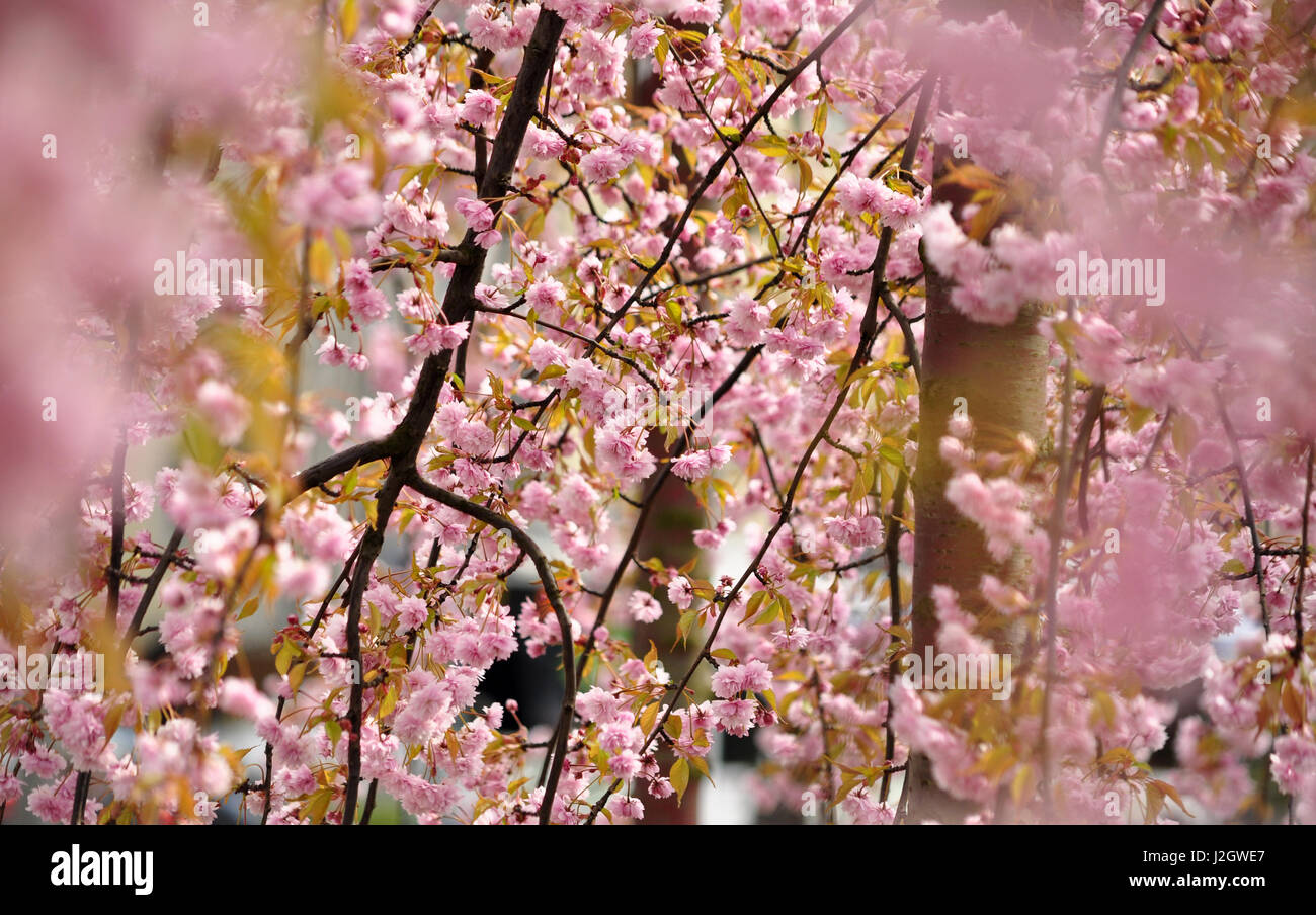Pink blooming sakura tree branch in the spring park in Gdynia Stock ...