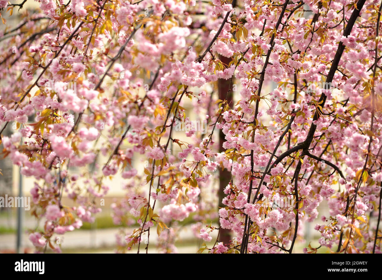 Pink blooming sakura tree branch in the spring park in Gdynia Stock ...