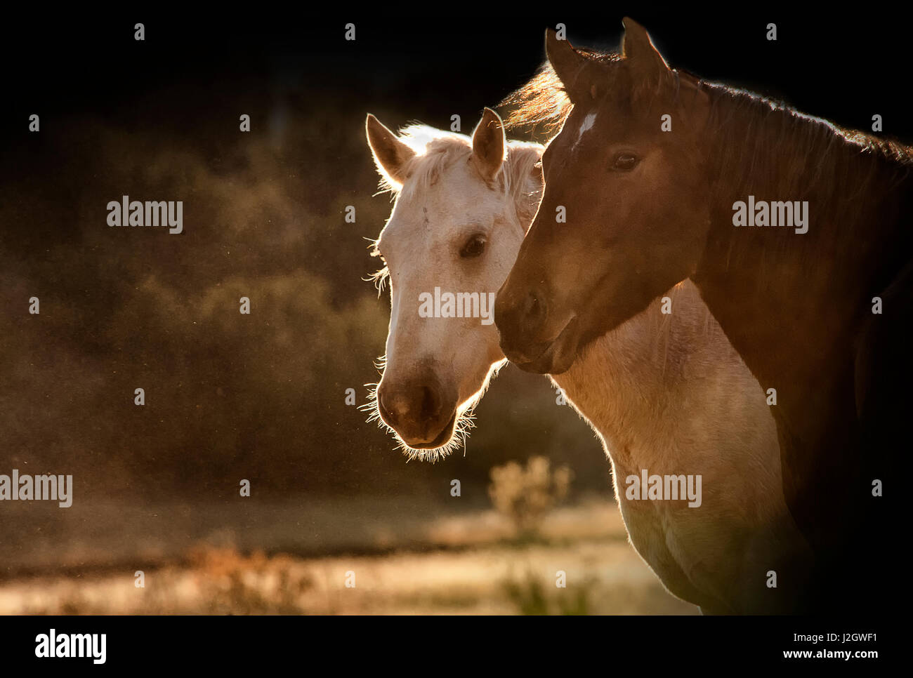 Two horse portraits in soft backlight Stock Photo - Alamy