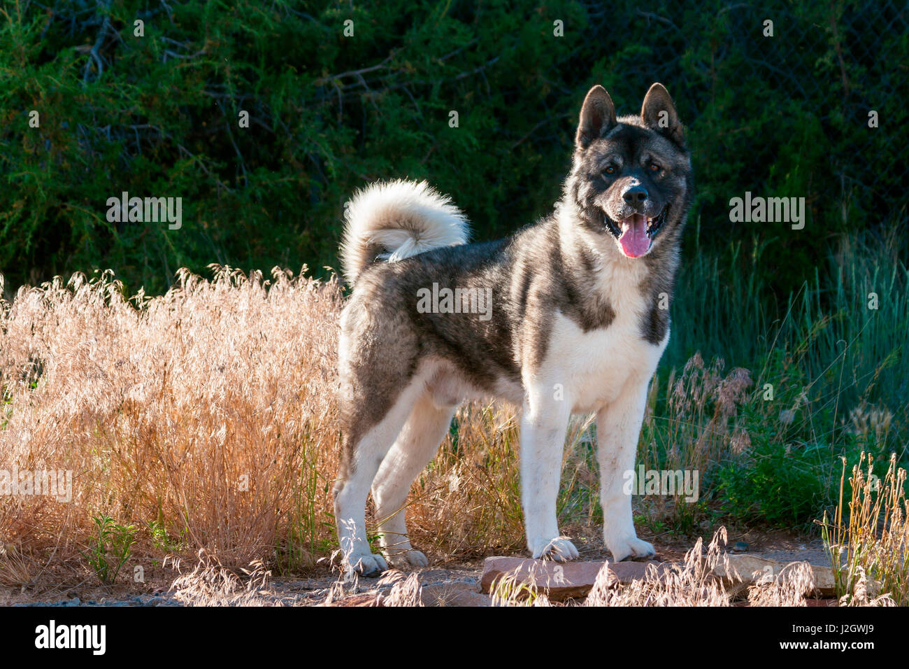 Akita standing near dried grasses Stock Photo - Alamy