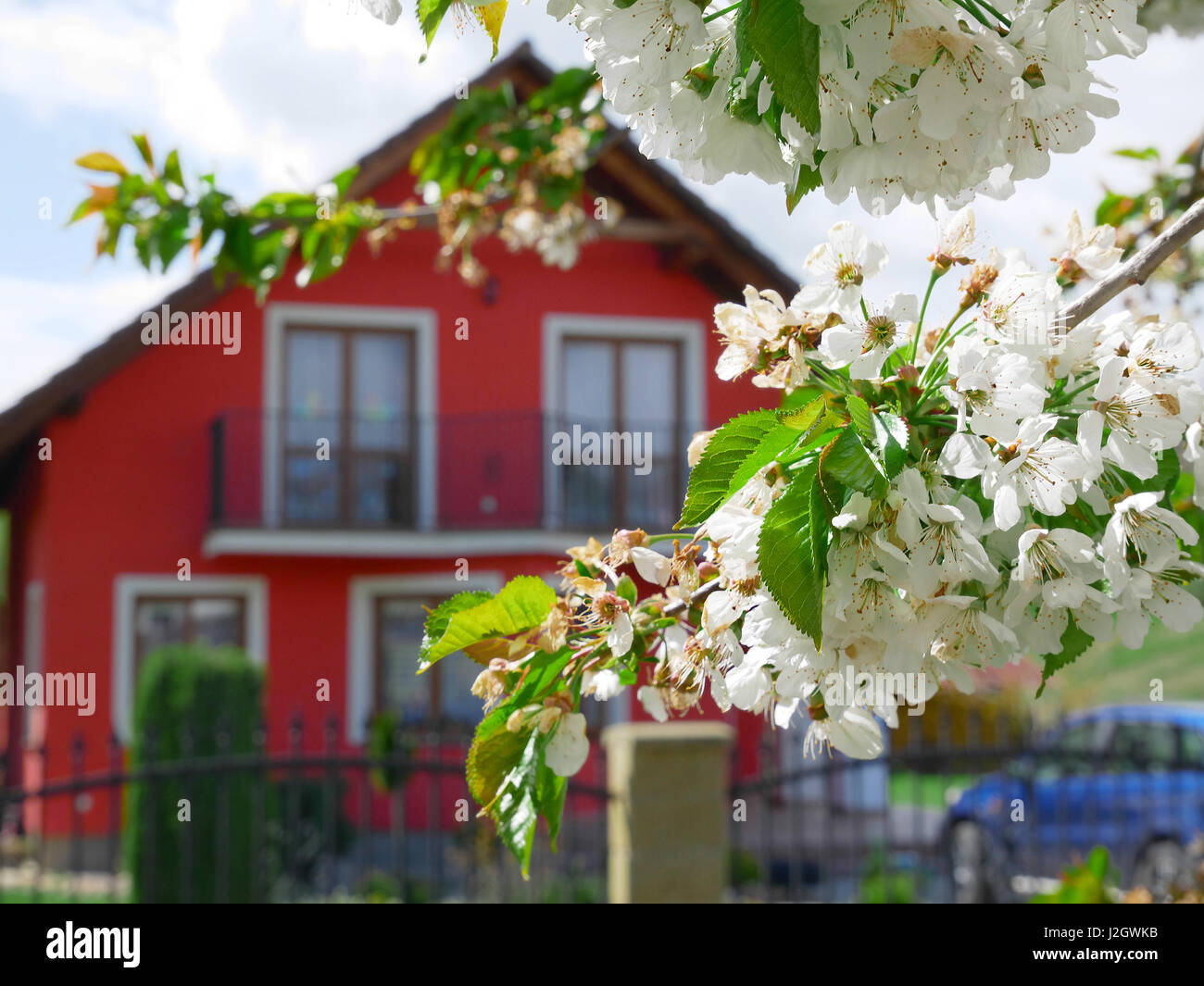 Detail of cherry blossom with a house in the background Stock Photo - Alamy