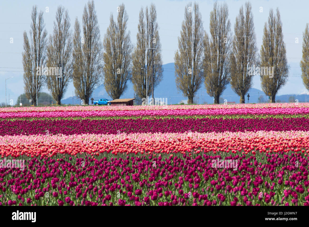 USA, Washington, Mount Vernon, tulip fields bloom at the annual Skagit ...
