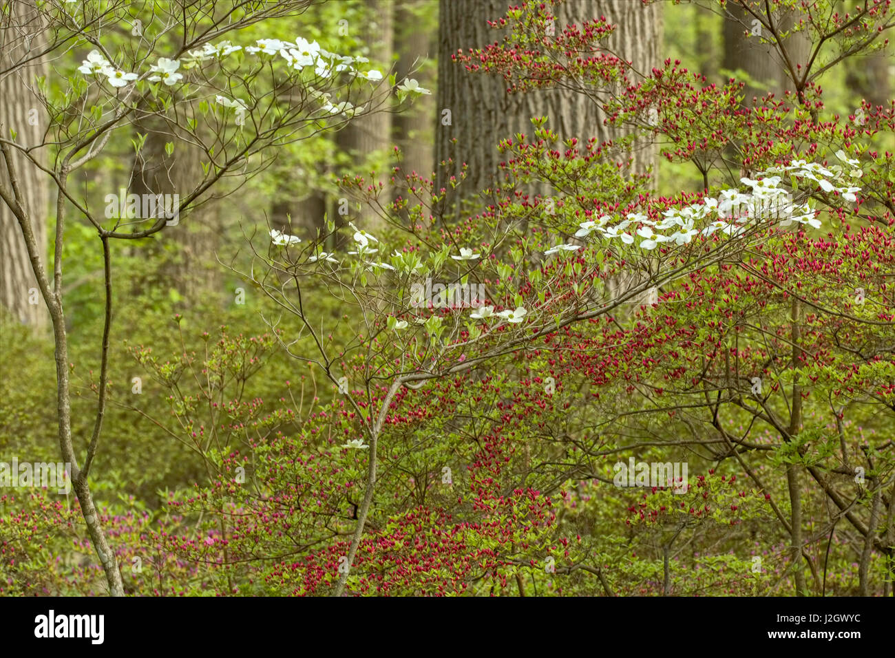 USA, Pennsylvania. Spring, forest scenic. Credit as: Jay O'Brien ...