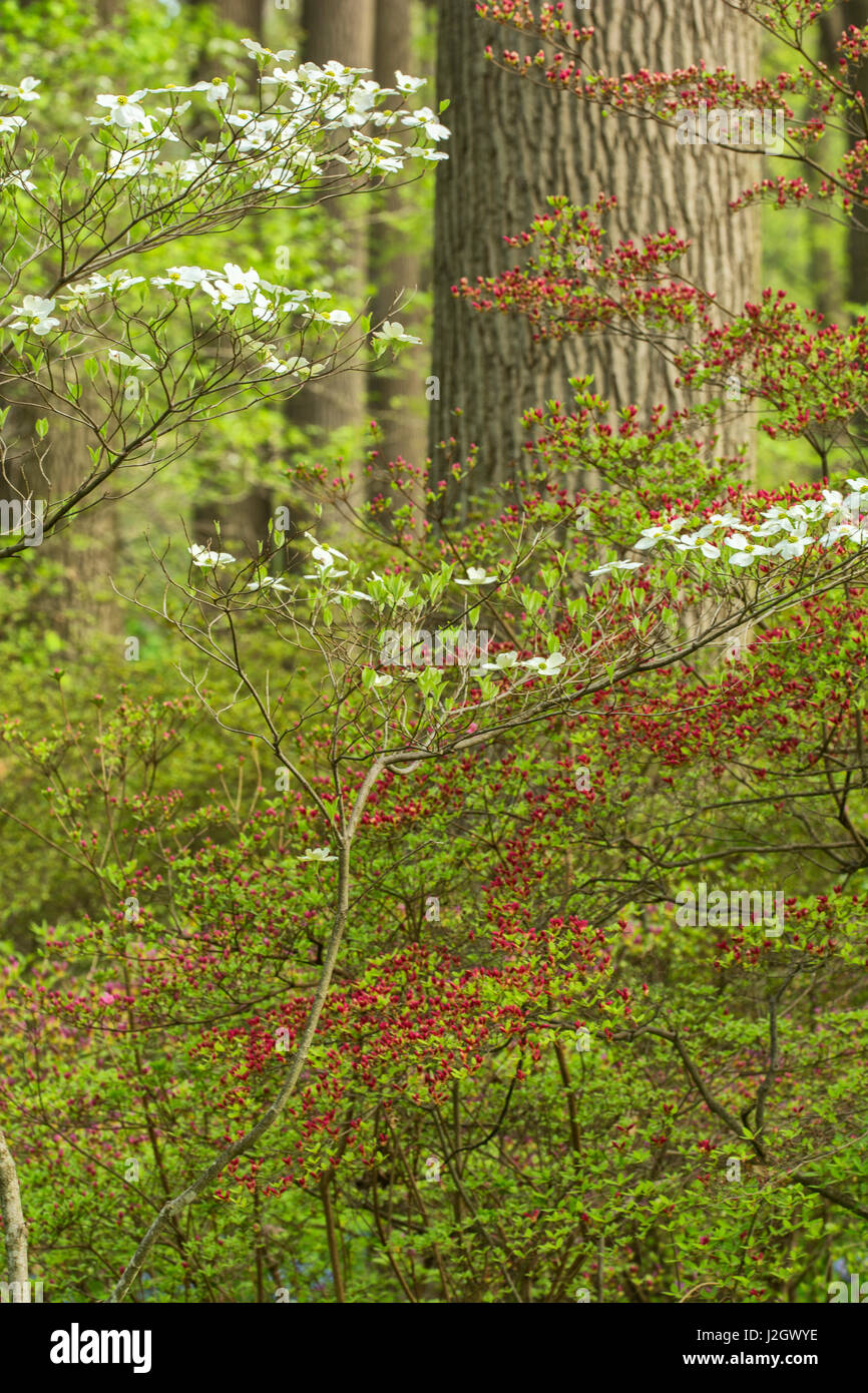 Pennsylvania spring forest scenic credit hi-res stock photography and ...
