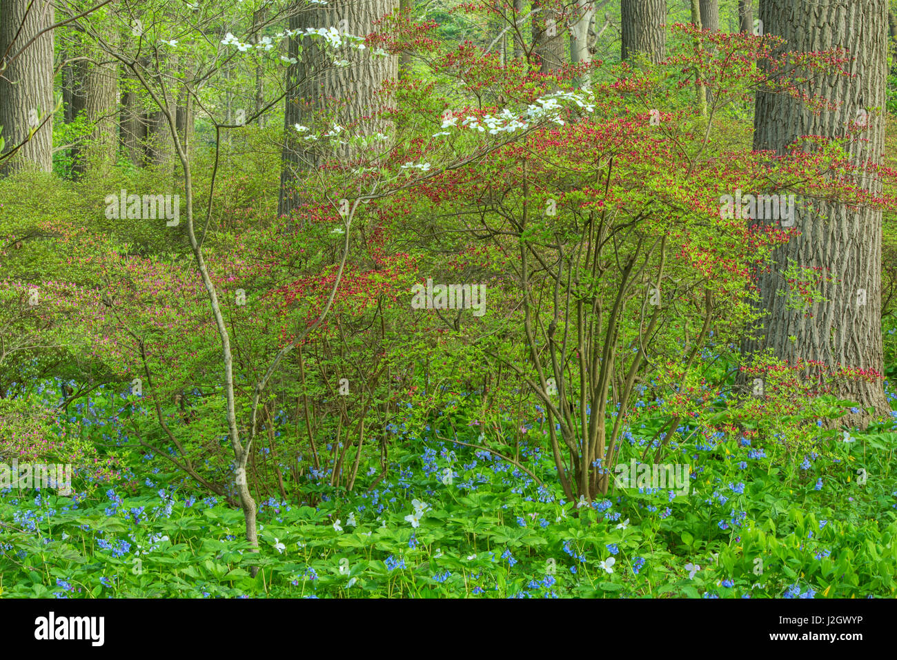 Pennsylvania spring forest scenic credit hi-res stock photography and ...