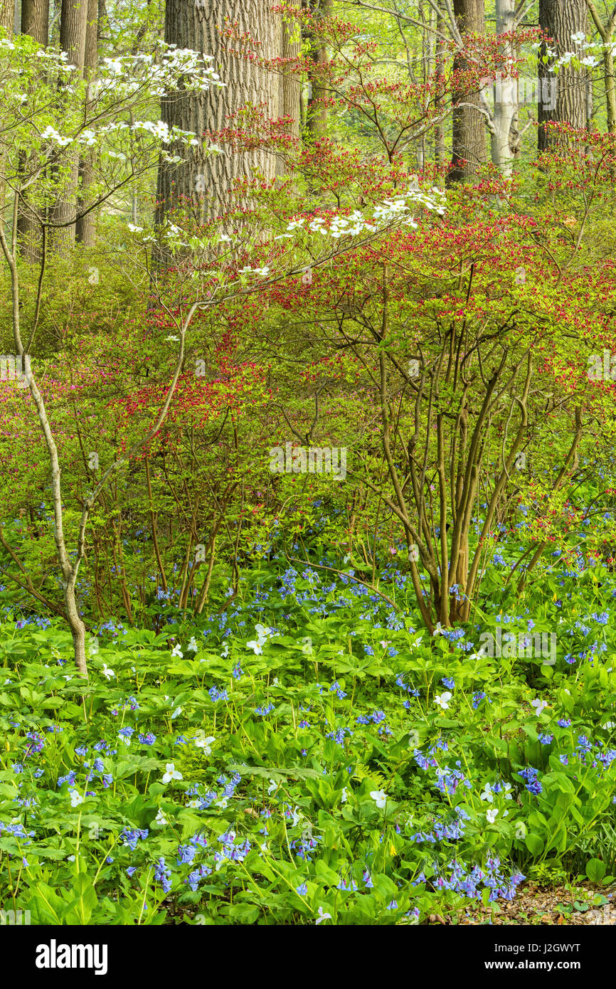 USA, Pennsylvania. Spring, forest scenic. Credit as: Jay O'Brien ...