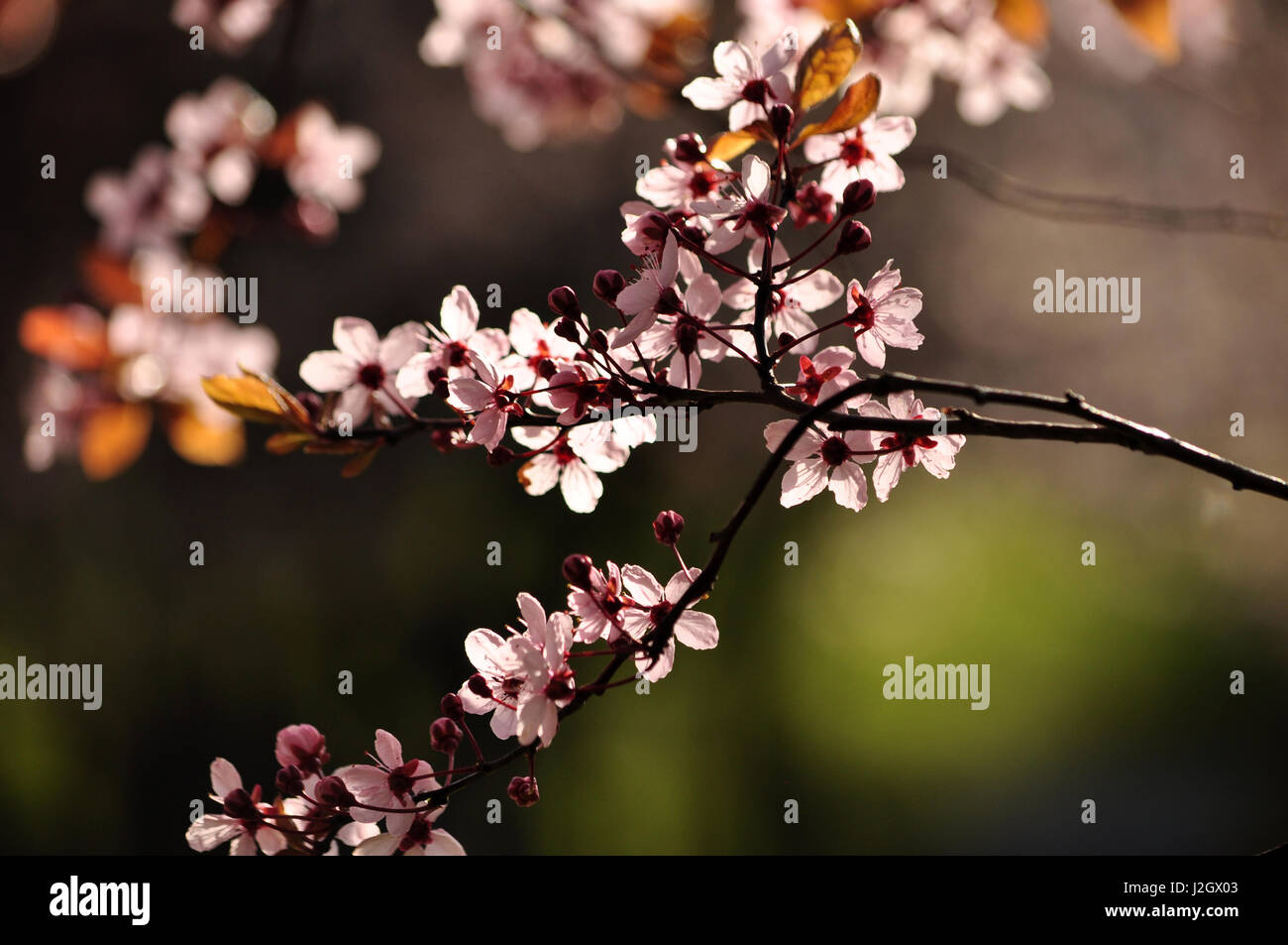 Pink blooming tree branch in the spring park in Gdynia, Poland Stock ...