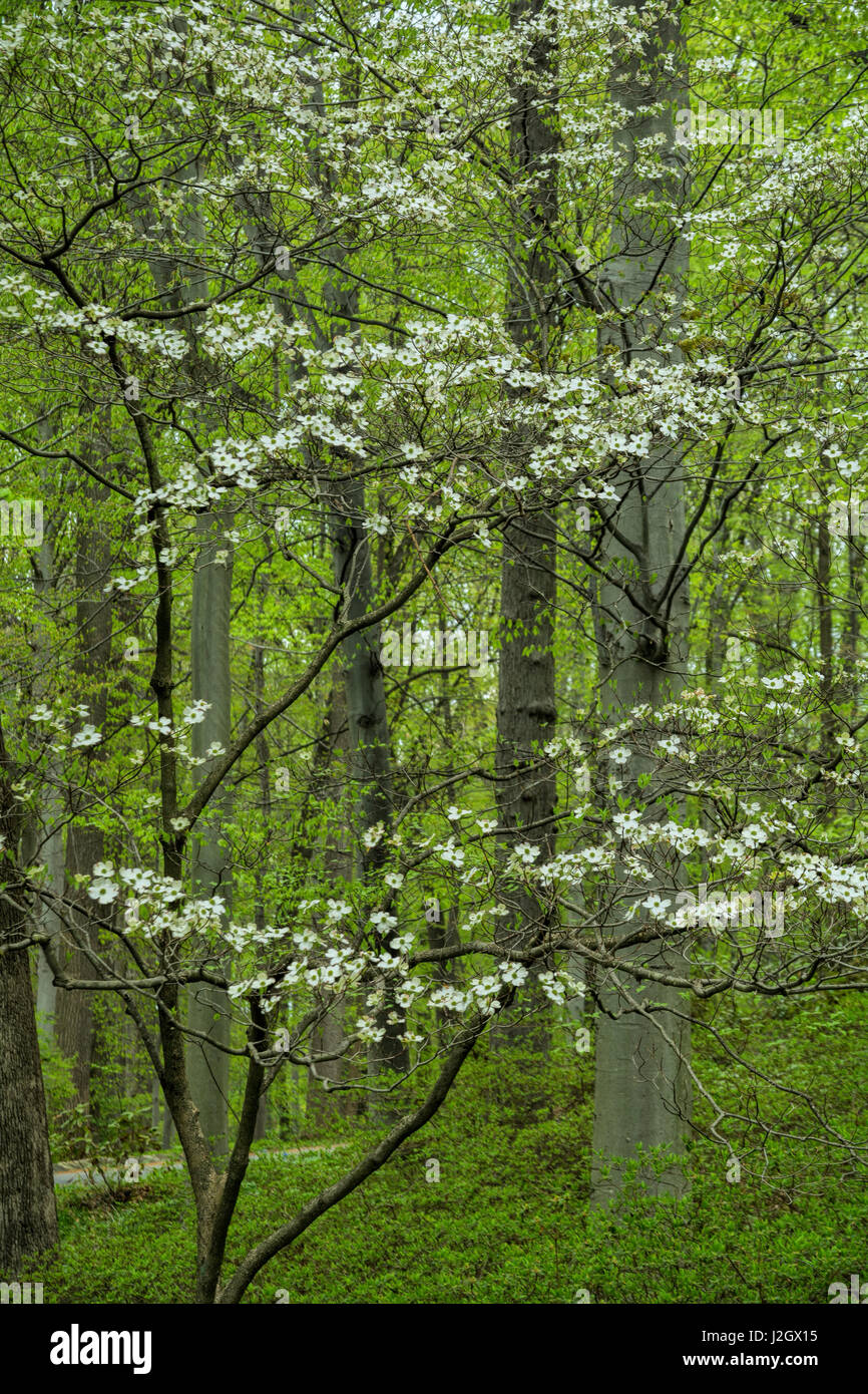 Pennsylvania spring forest scenic credit hi-res stock photography and ...