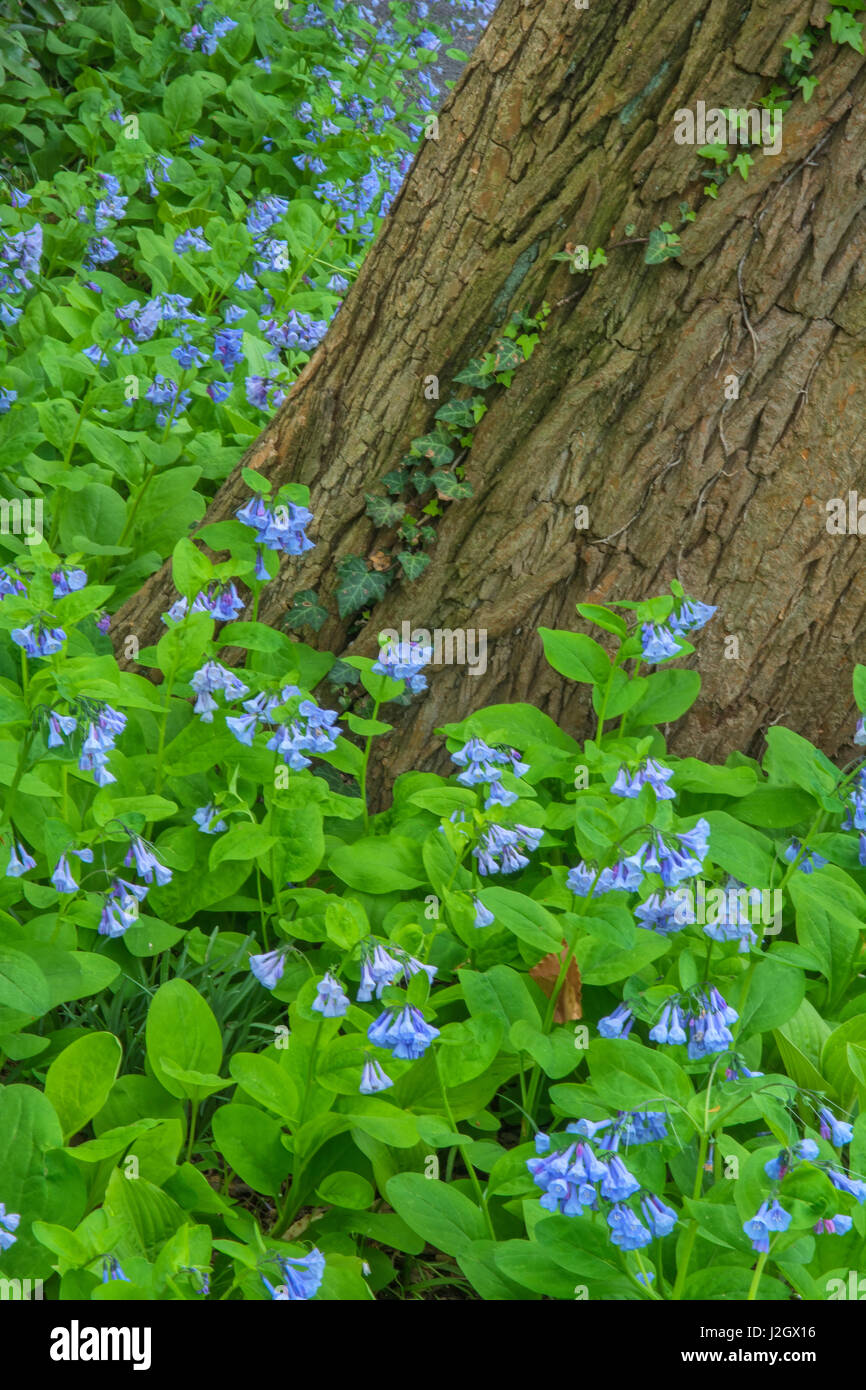 USA, Pennsylvania, Garden. Spring scenic. Credit as: Jay O'Brien ...
