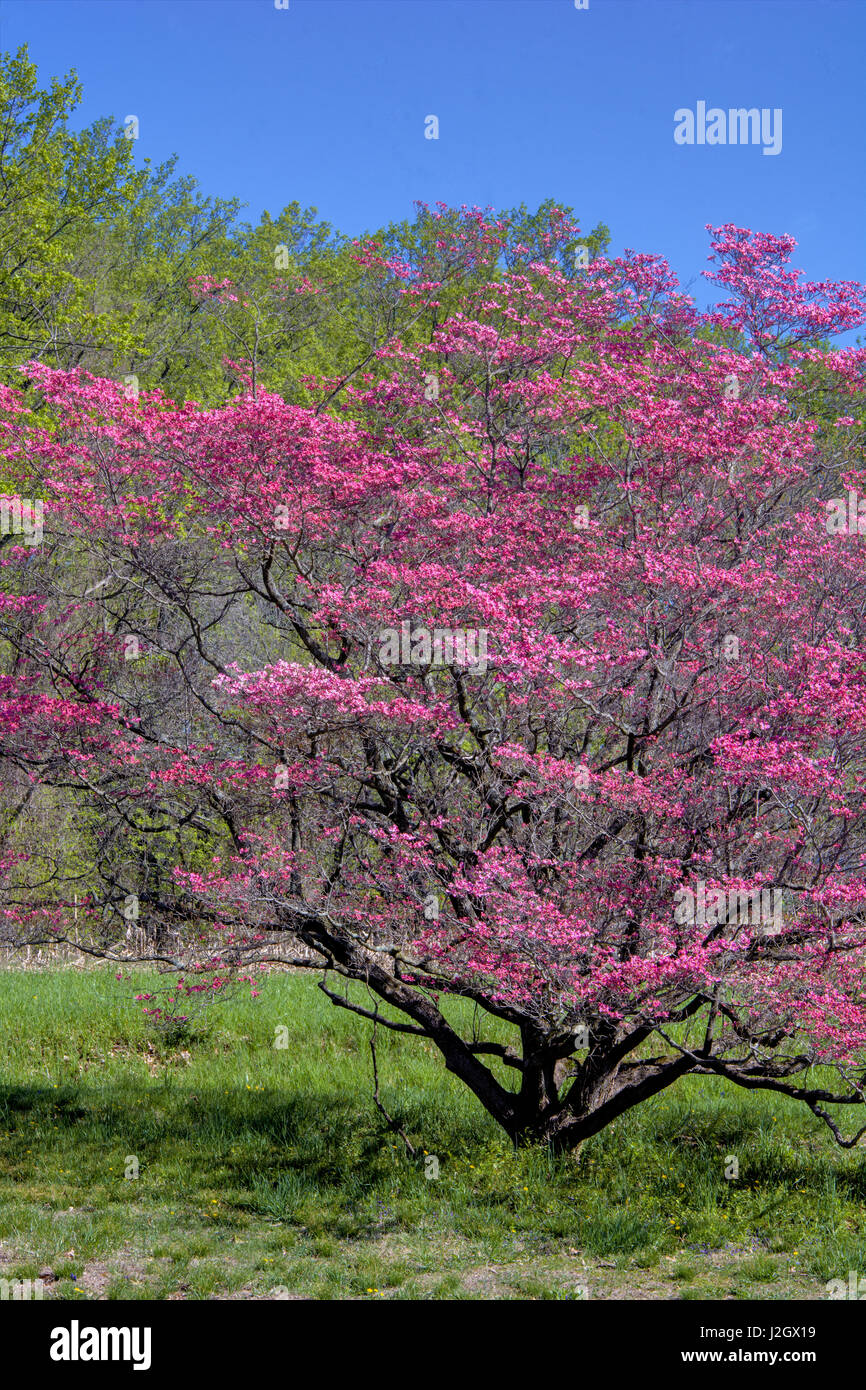Pennsylvania Tree Species at Nicholas Michael blog