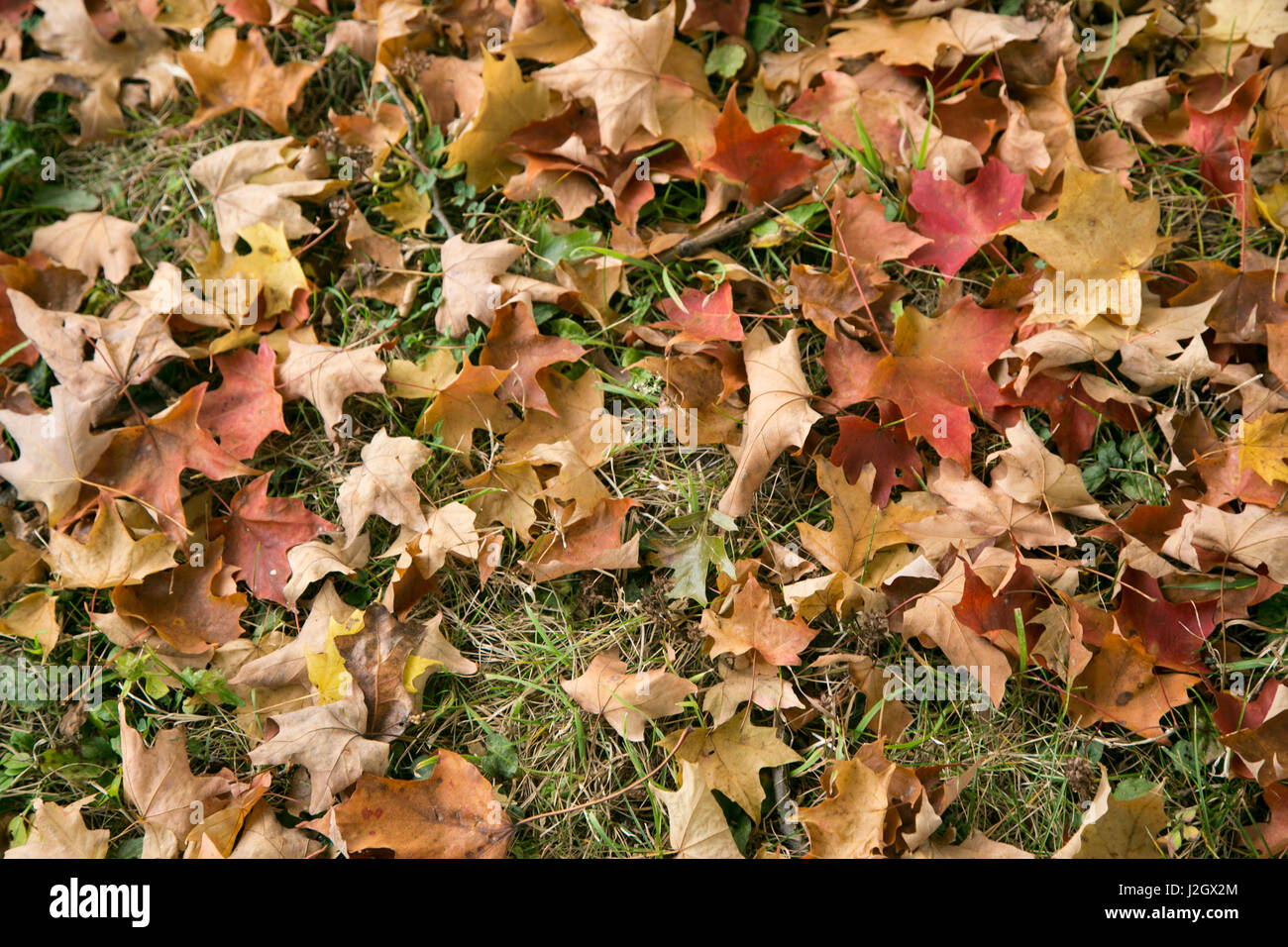 Pittsburg autumn hi-res stock photography and images - Alamy