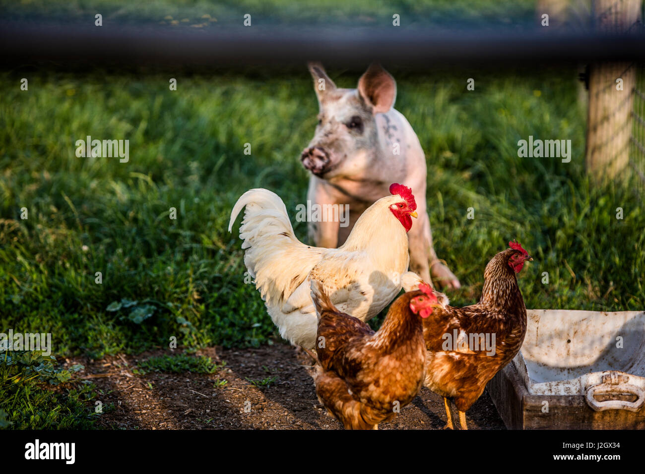 Lancaster County, Pennsylvania. Chickens, a white rooster, and a pig on ...
