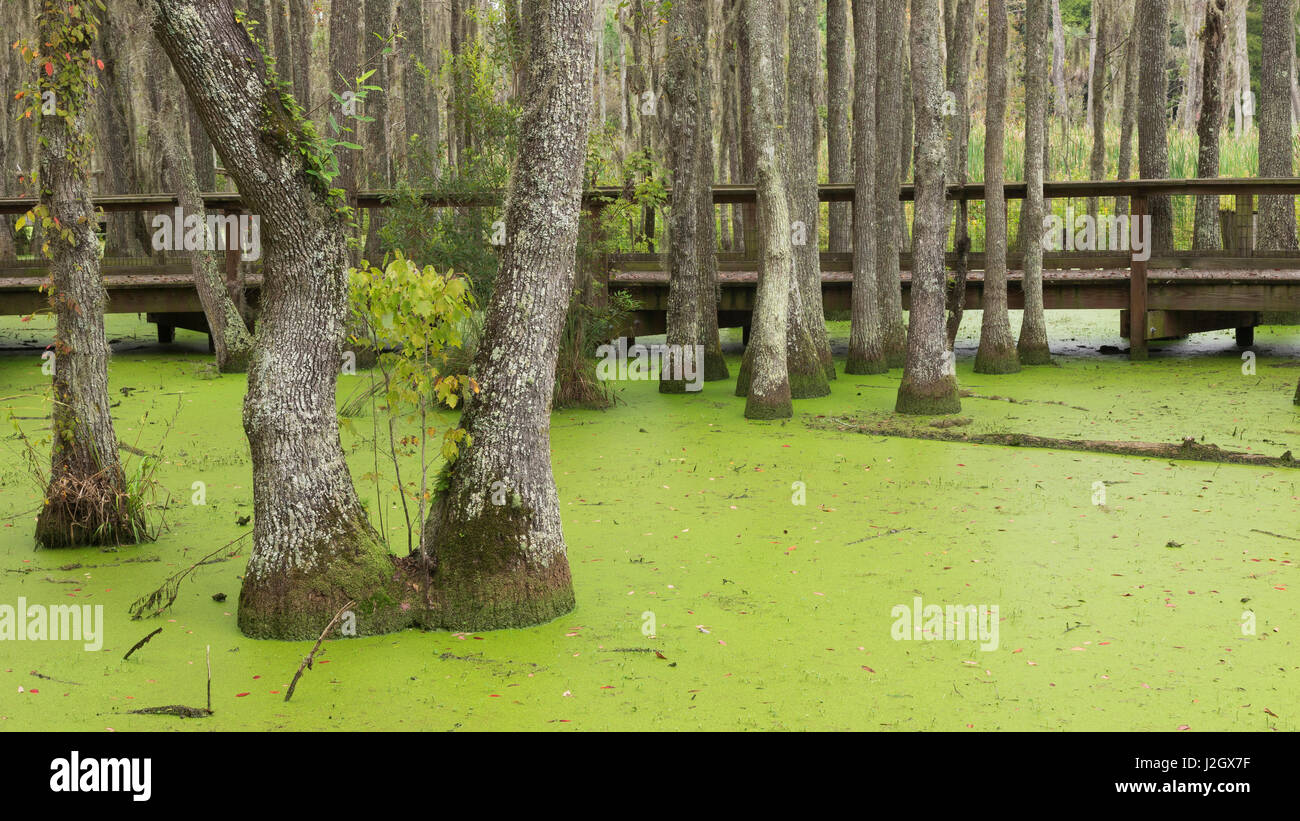 USA, South Carolina, Charleston, Magnolia Plantation. Tupelo trees and ...
