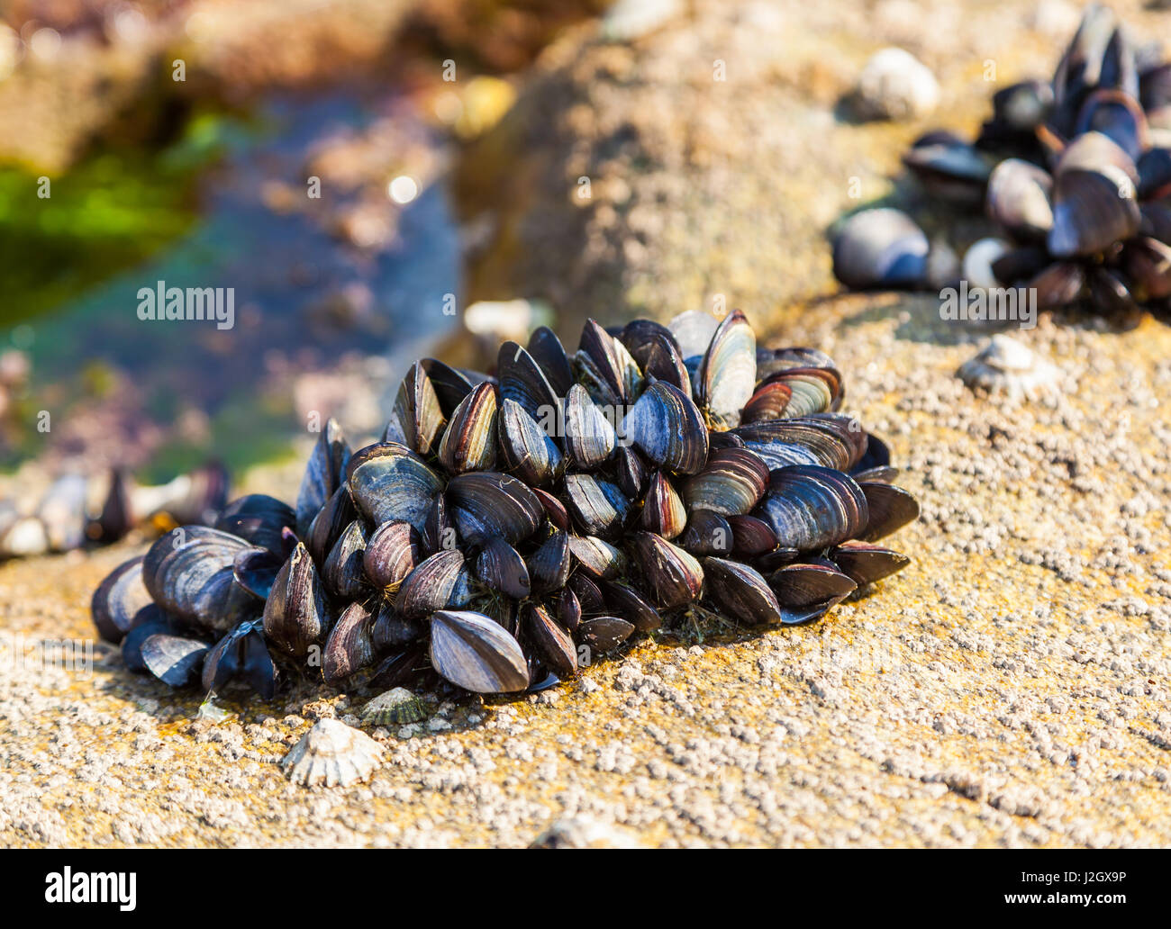 Mussels on the rocks at low tide Stock Photo - Alamy