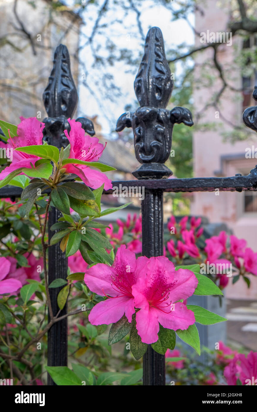Pink Azalea, wrought iron fence, Charleston, South Carolina, USA Stock ...