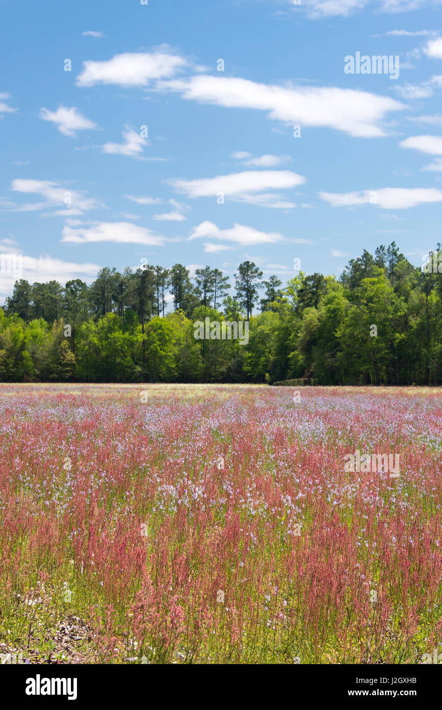 Field of spring roadside wildflowers Stock Photo - Alamy