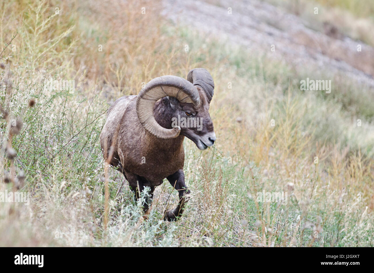 USA, South Dakota, Badlands National Park, Full Curl Bighorn Sheep ...