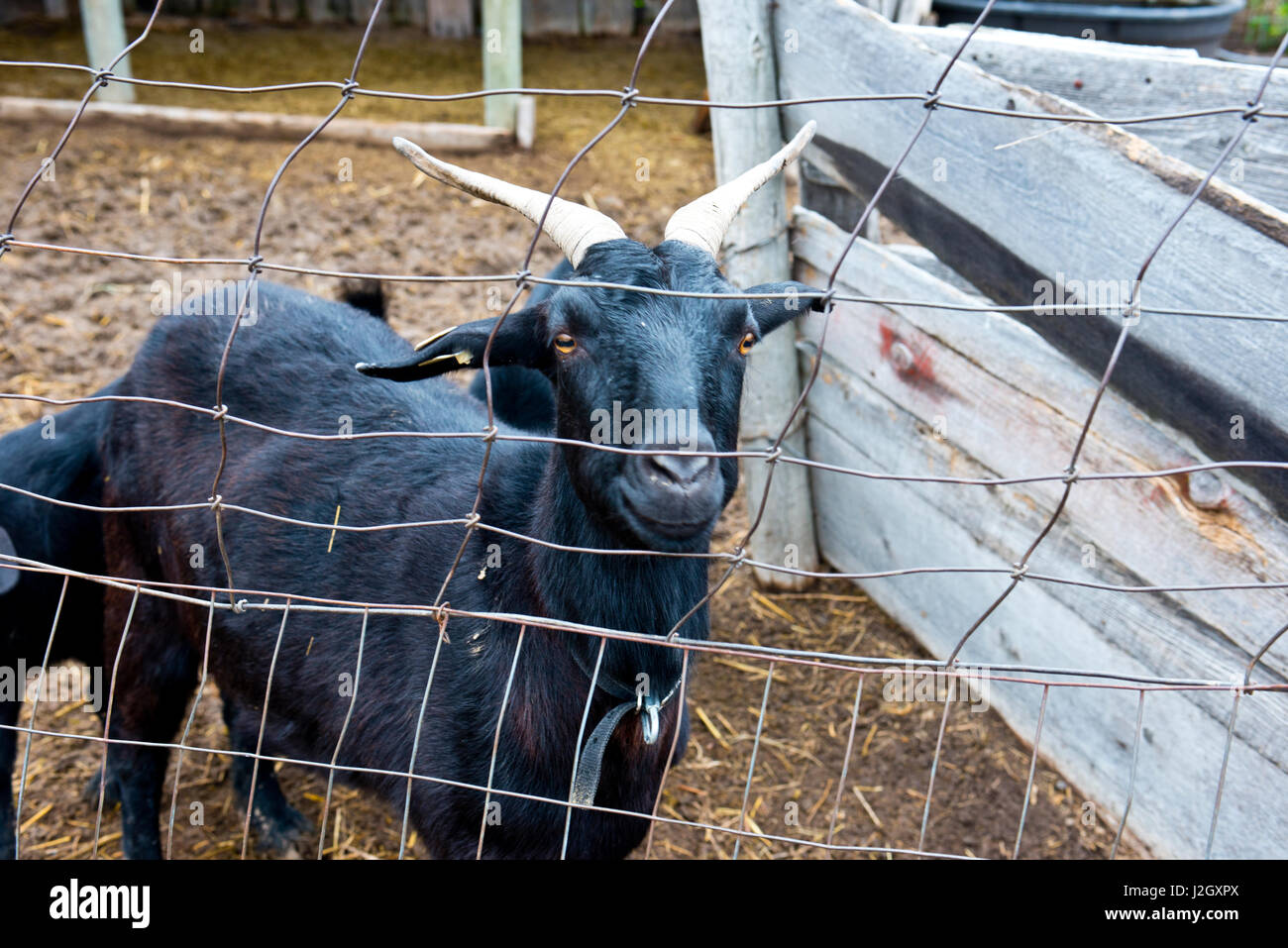 USA, South Dakota, Philip, Badlands, Prairie Homestead of Edgar and ...