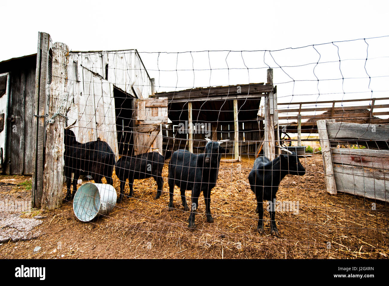 USA, South Dakota, Philip, Badlands, Prairie Homestead of Edgar and ...