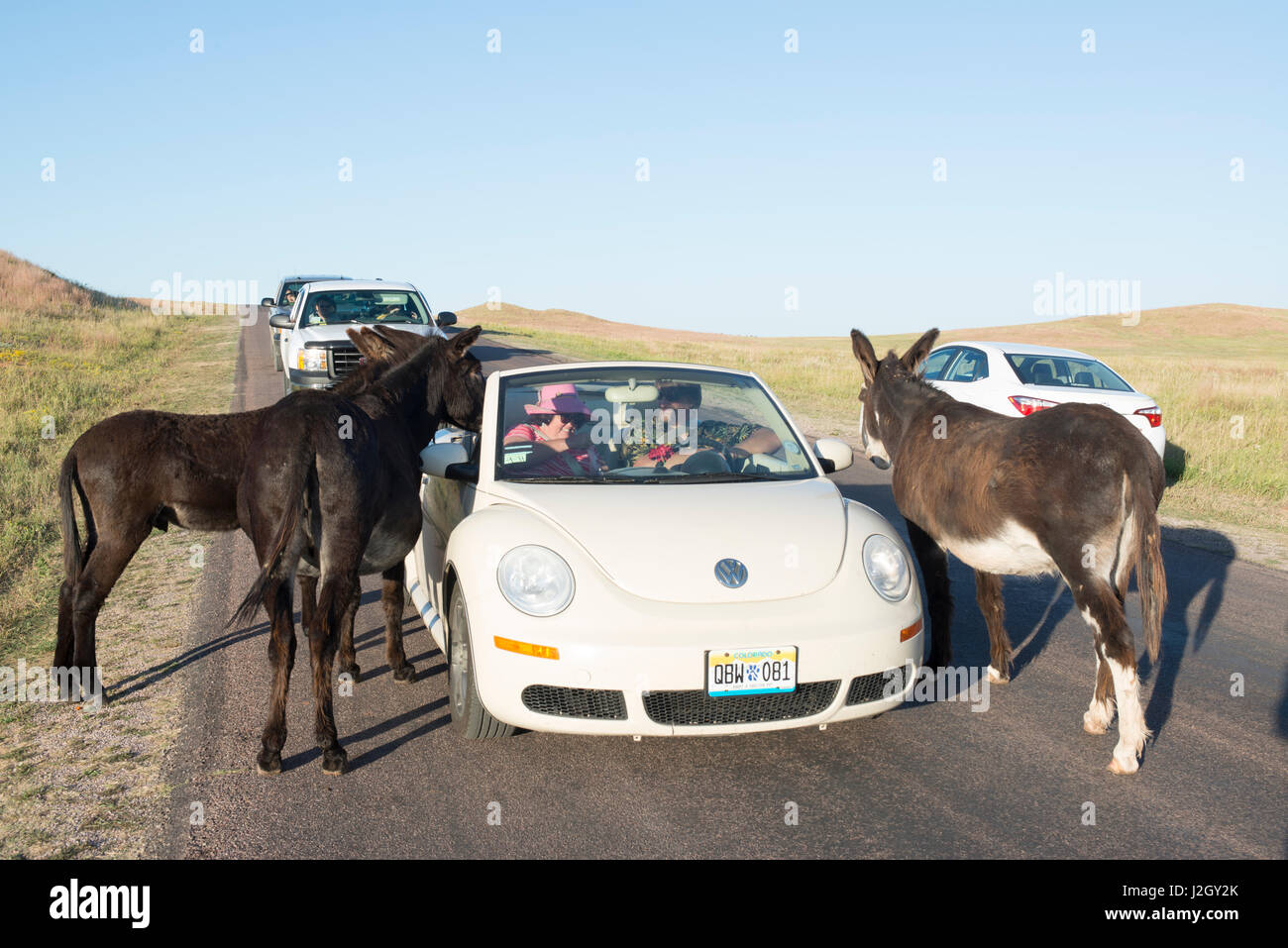Wildlife Interaction in Custer State Park (Large format sizes available ...