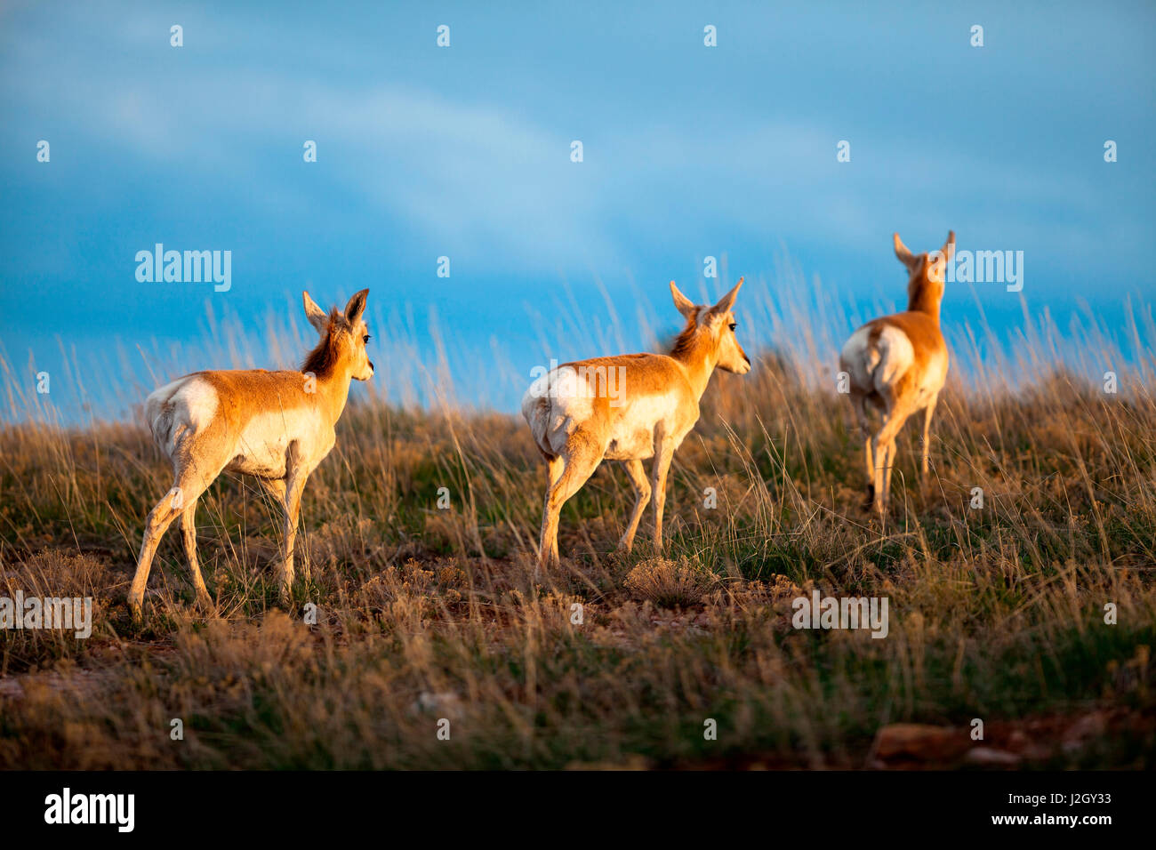 Three antelope walking away at sunset Stock Photo - Alamy