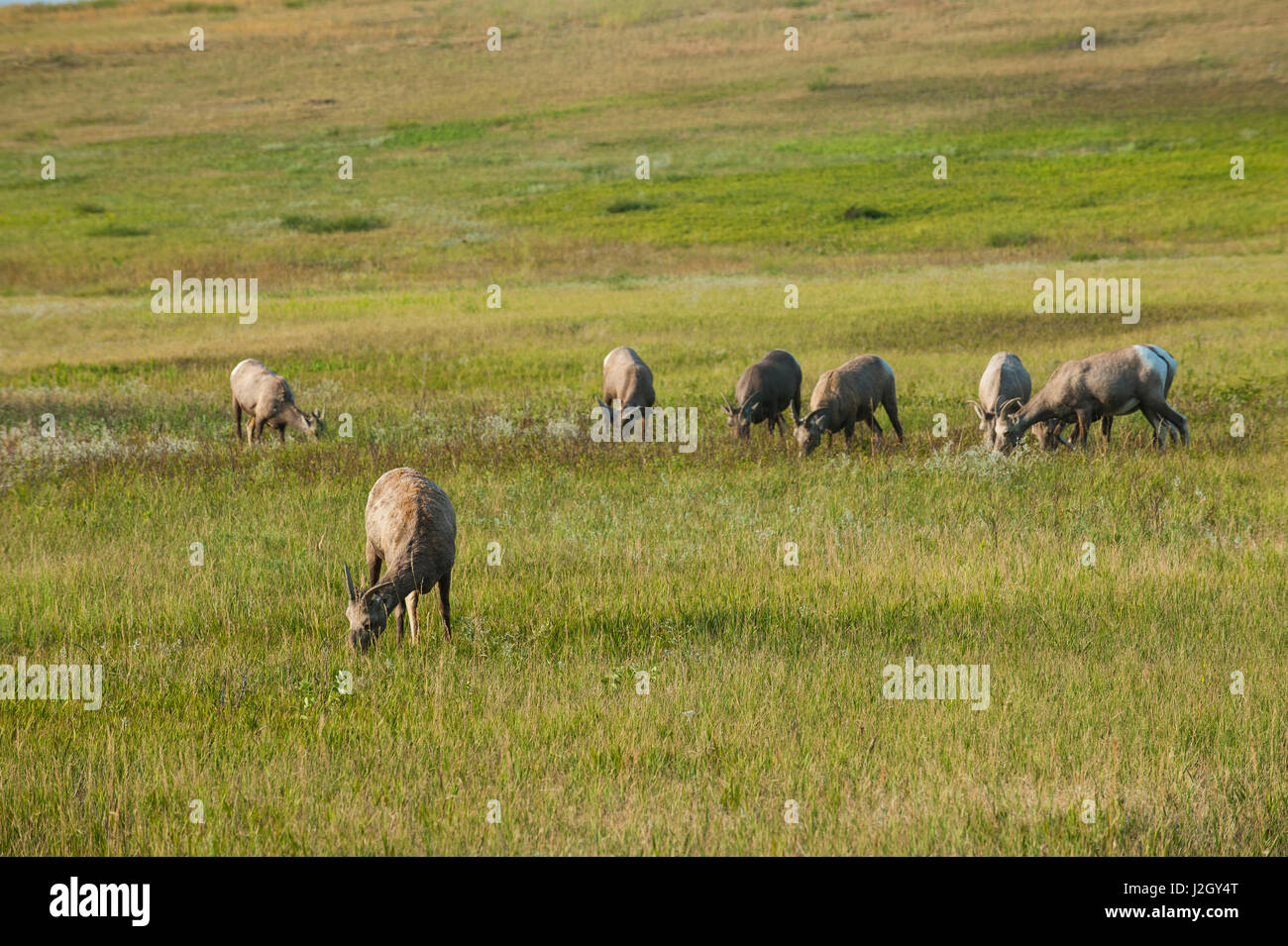 White-tailed deer, Badlands National Park, South Dakota, USA Stock ...