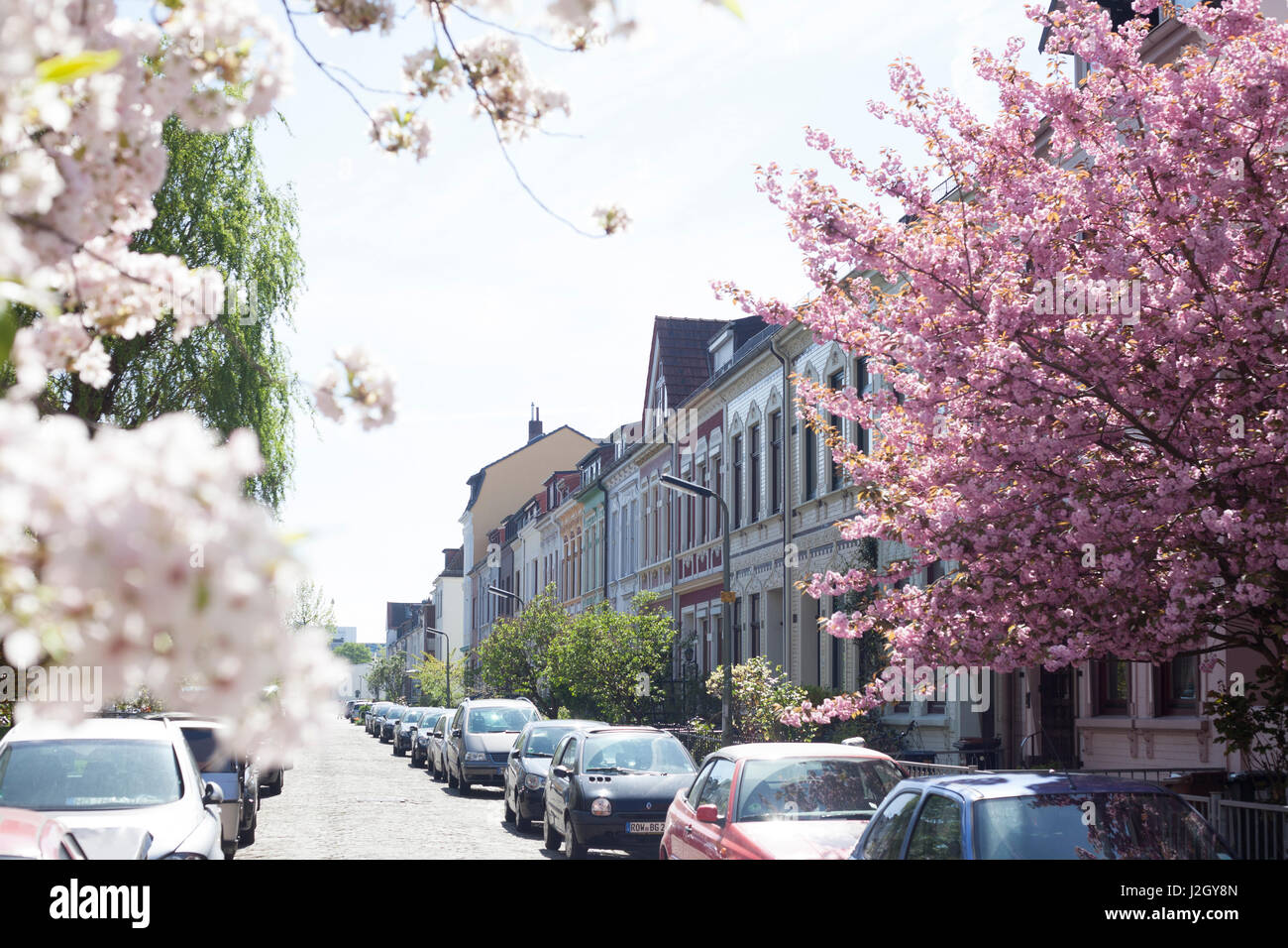 Alte Bremer Haeuser in Bremen-Findorff mit Kirschblüte, Bremen ...