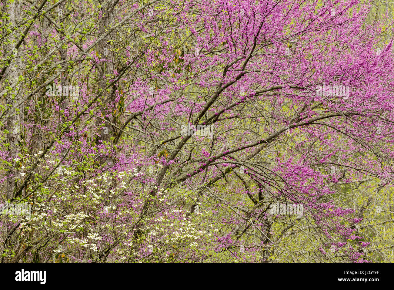 Redbud trees in spring bloom, Great Smoky Mountains National Park ...