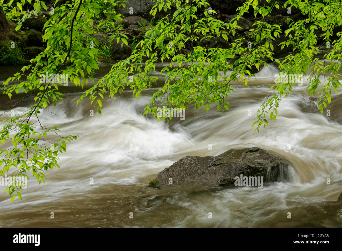 Overhanging tree branches hi-res stock photography and images - Alamy