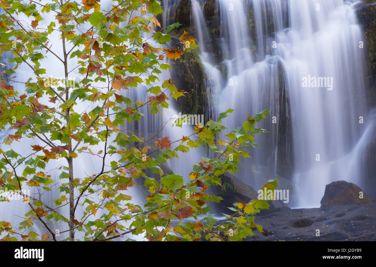 USA, Tennessee. Maple tree and Bald Creek Falls. Credit as: Don Paulson ...