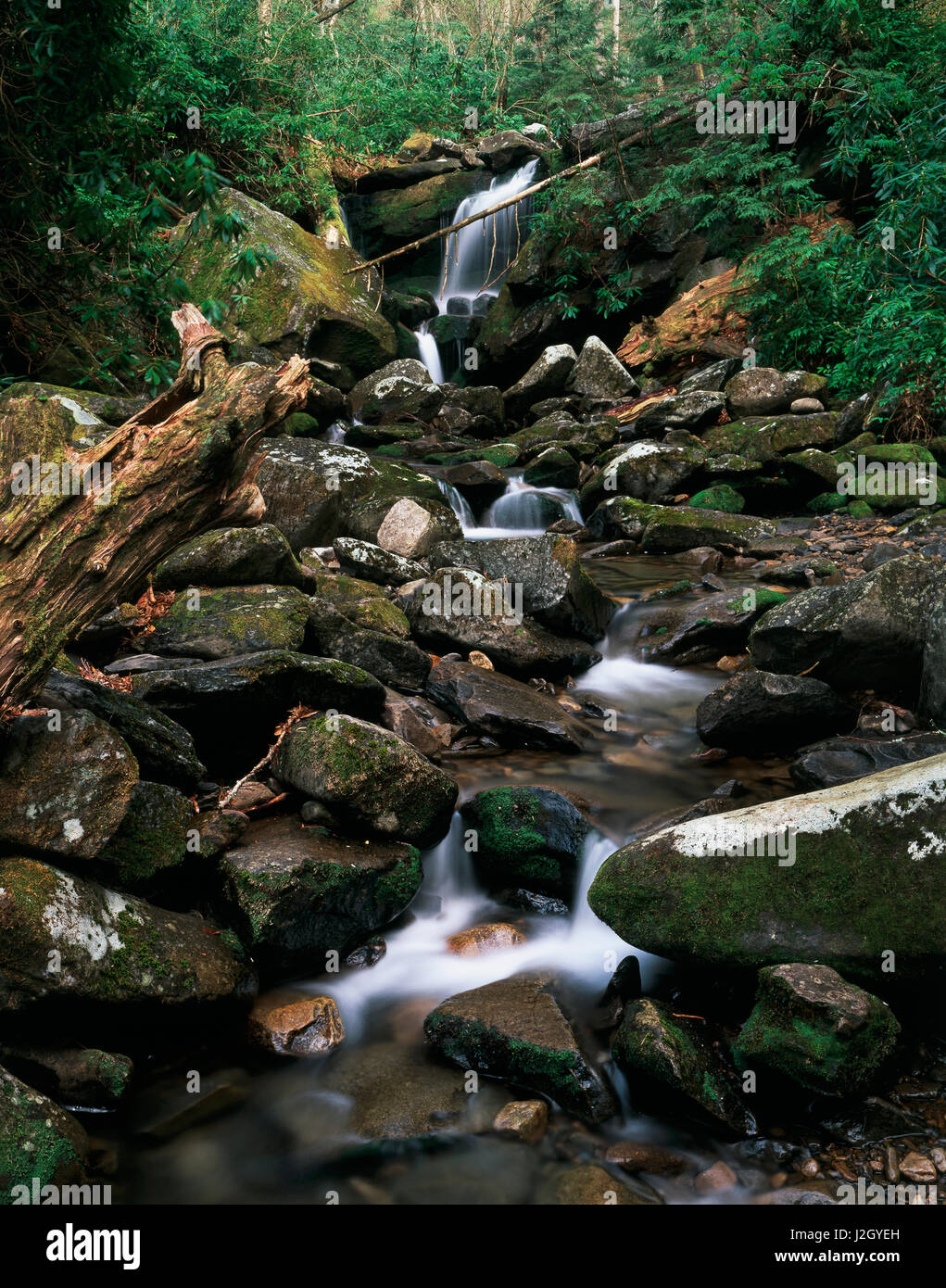 USA, Tennessee, Great Smoky Mountains National Park, A moss covered ...