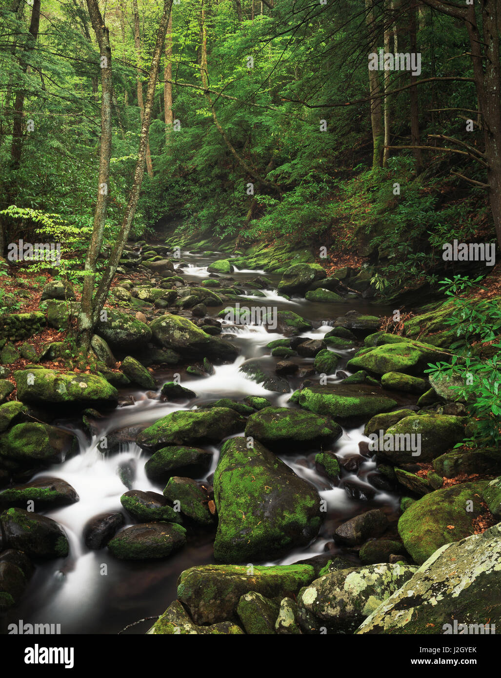 USA, Tennessee, Great Smoky Mountains National Park, A moss covered ...