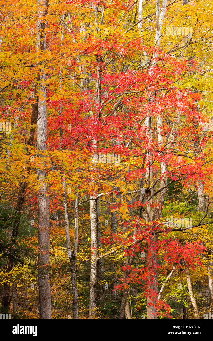 Tennessee, Great Smoky Mountains National Park, view along Little River ...