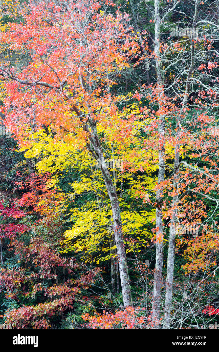 Tennessee, Great Smoky Mountains National Park, view along Little River ...