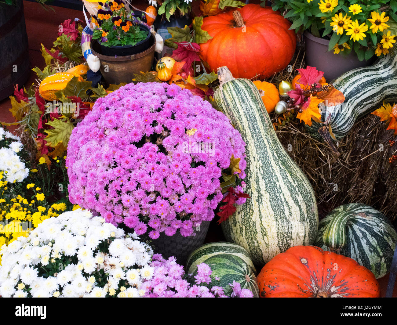 Tennessee, Gatlinburg, Halloween decorations Stock Photo - Alamy
