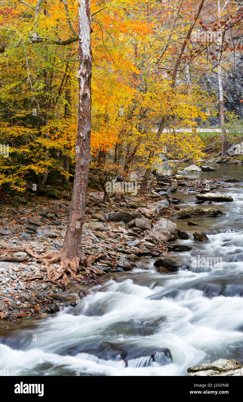 Tennessee, Great Smoky Mountains National Park, Little River Stock ...