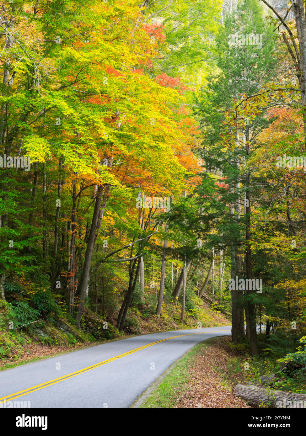 Tennessee, Great Smoky Mountains National Park, view along Little River ...