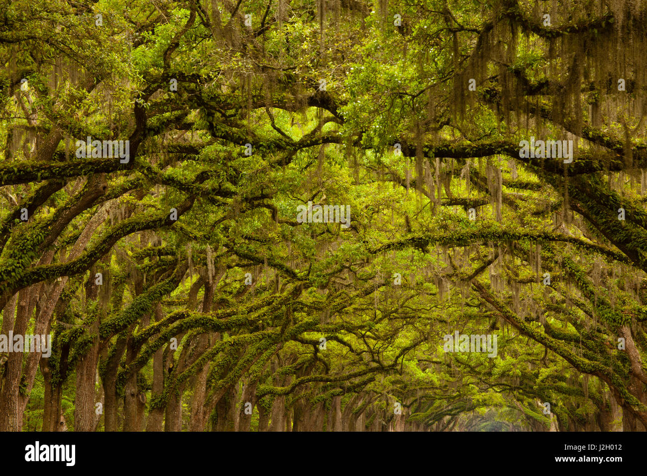 Spanish moss covered oak trees hi-res stock photography and images - Alamy
