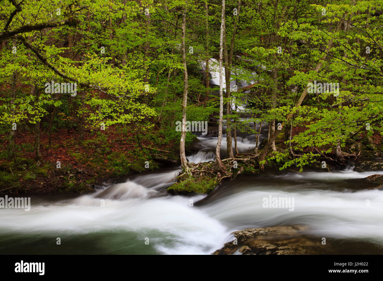 USA, Tennessee, Little River after a spring rain in the Smoky Mountains ...