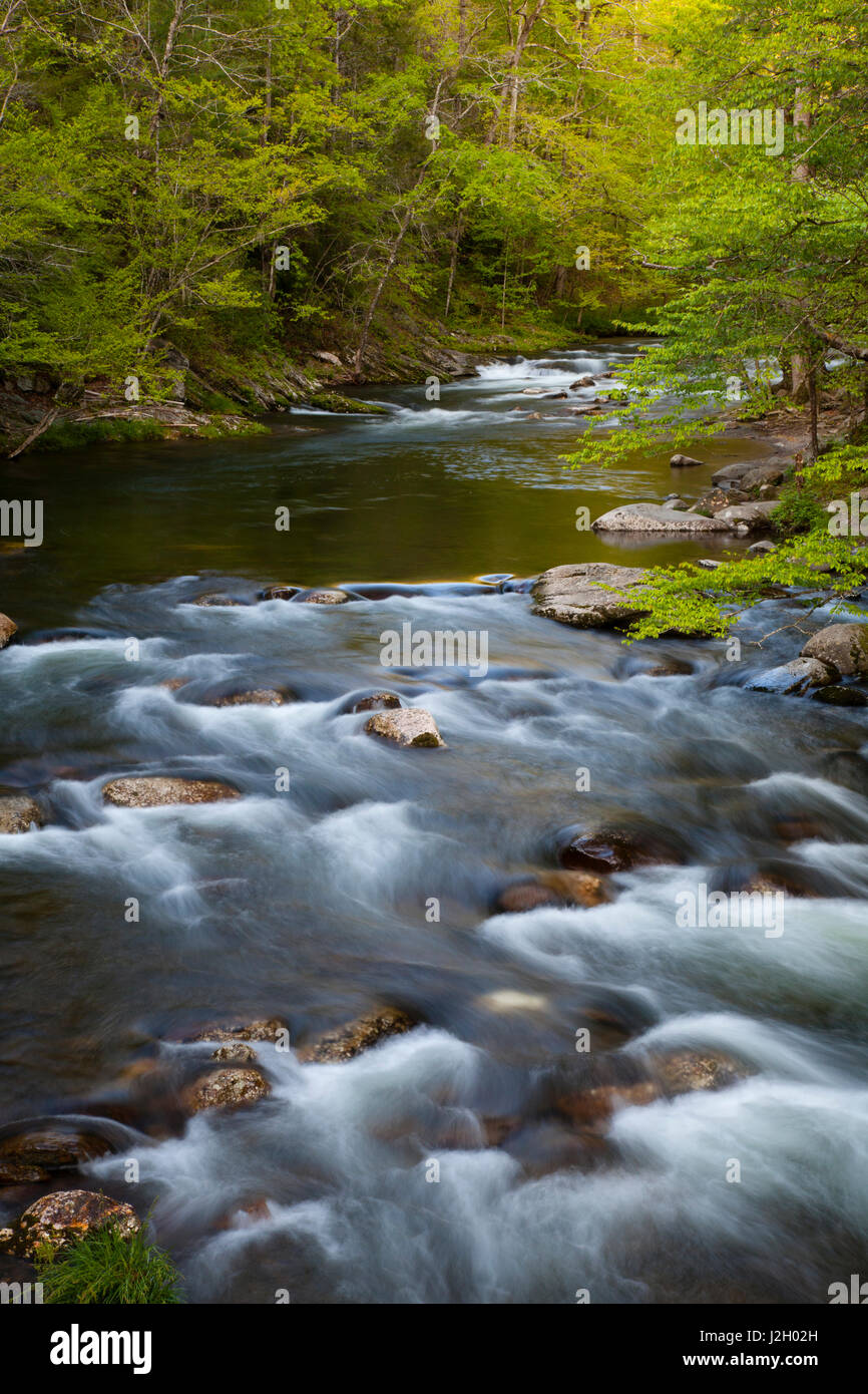 USA, Tennessee, Little River in the spring at Smoky Mountains National ...