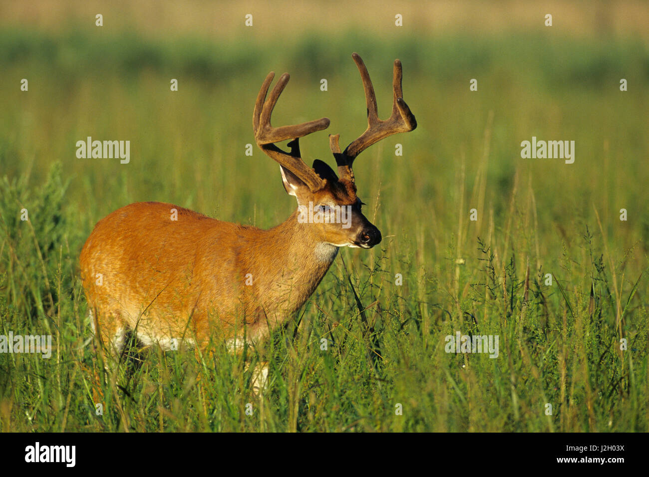 White-tailed Deer (Odocoileus Virginianus) 8-point buck in velvet ...