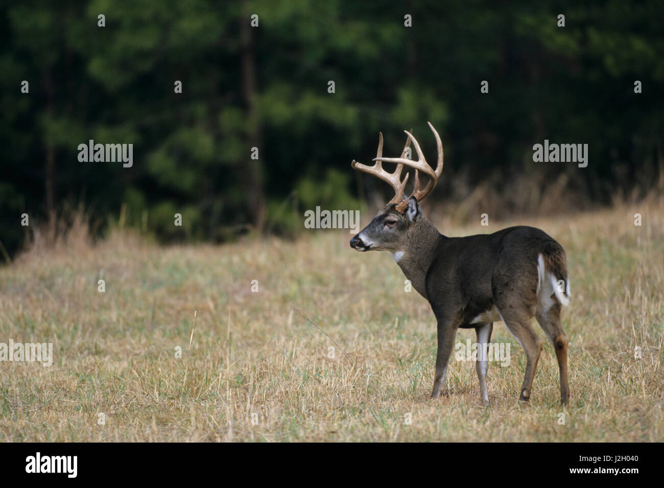 White-tailed Deer (Odocoileus Virginianus) 8-point buck in field, Great ...