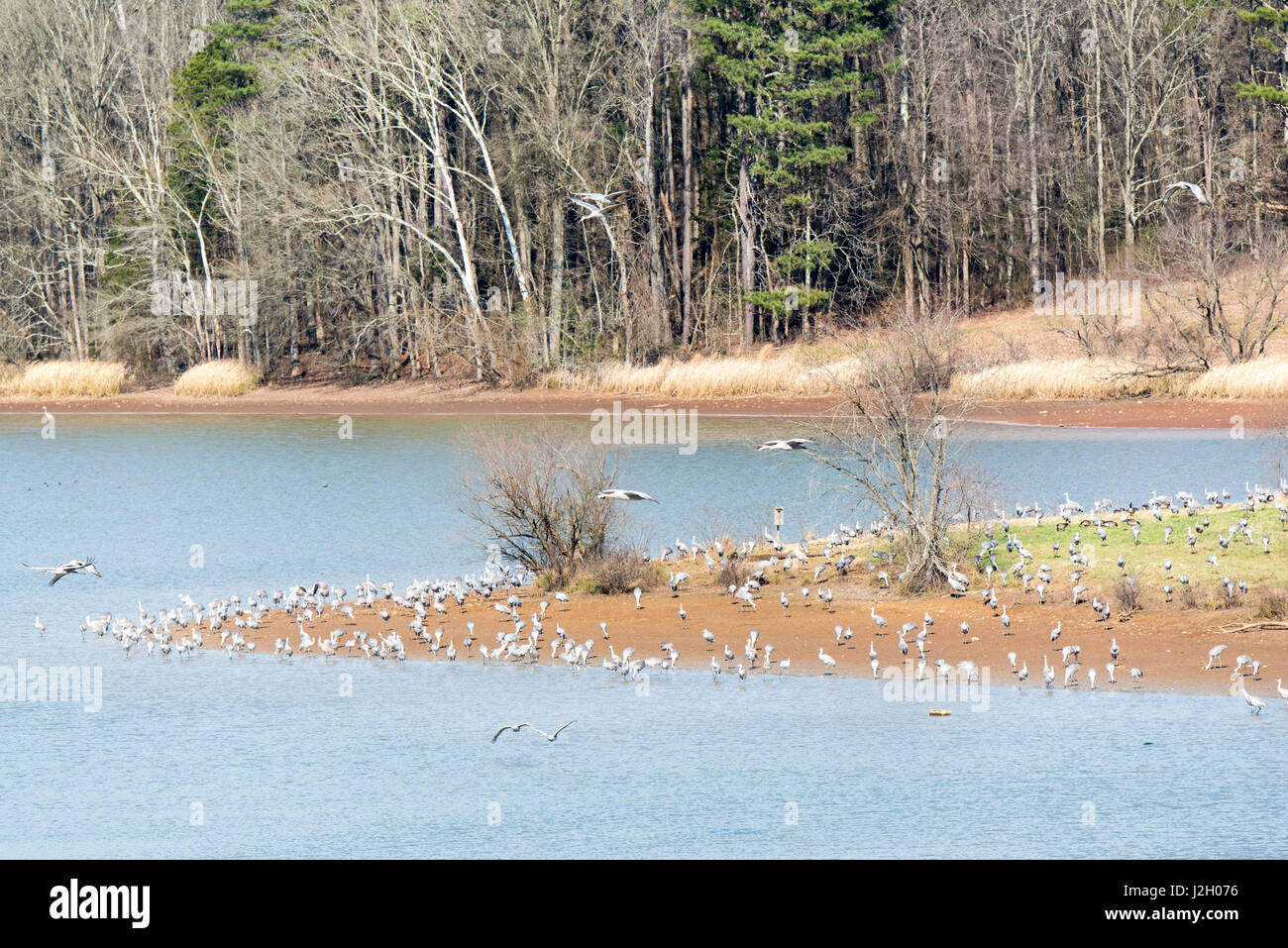 Usa, Tennessee, Birchwood, Hiwassee Wildlife Refuge migratory stop for ...