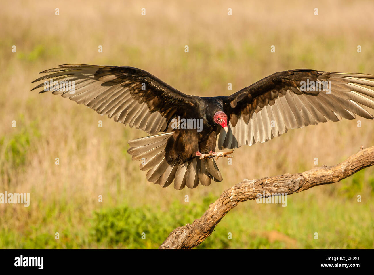 USA, Texas, Hidalgo County. Turkey vulture landing on limb. Credit as ...