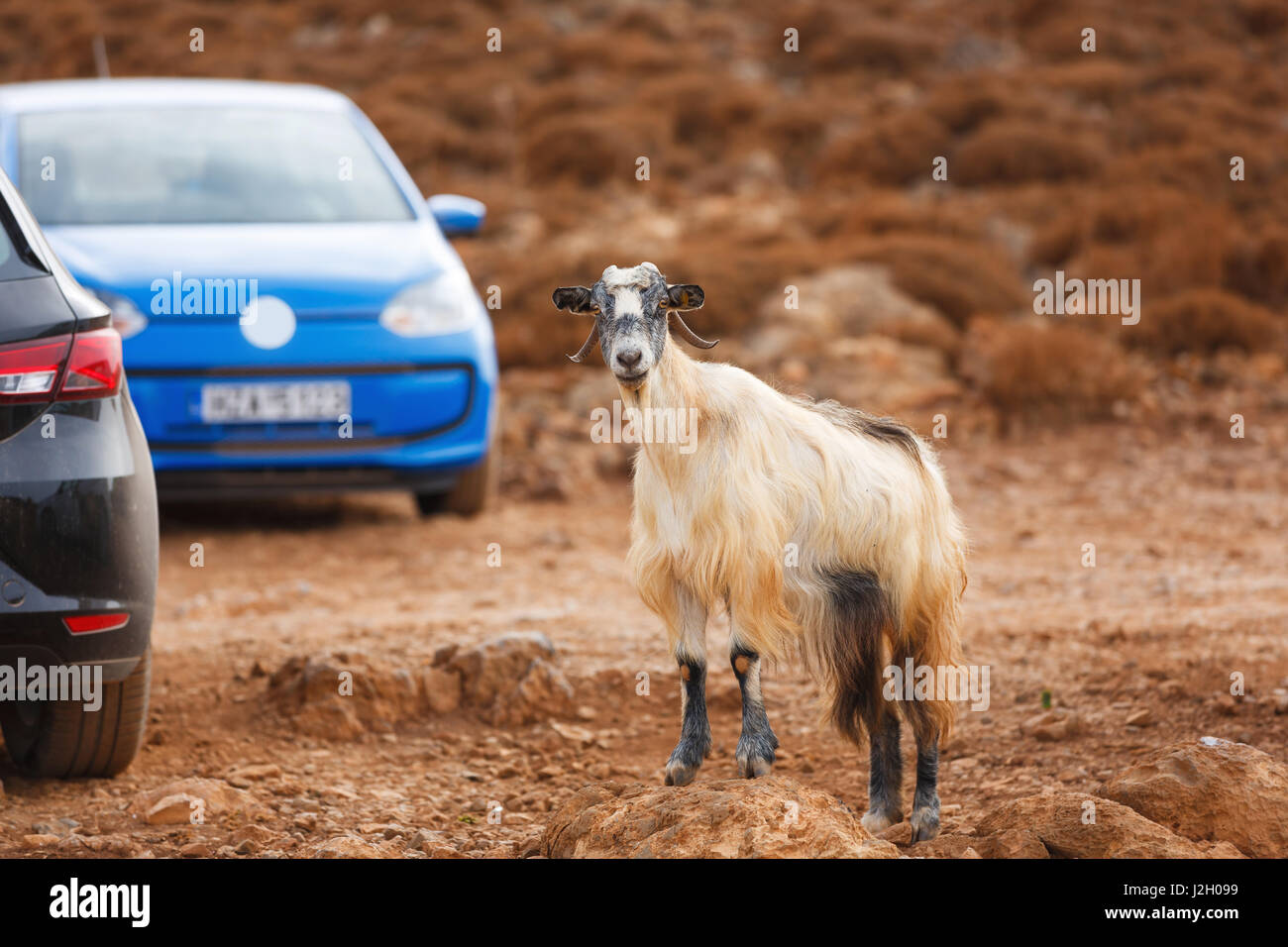 Mountain goat in the parking lot near the beach Balos, Crete Stock ...