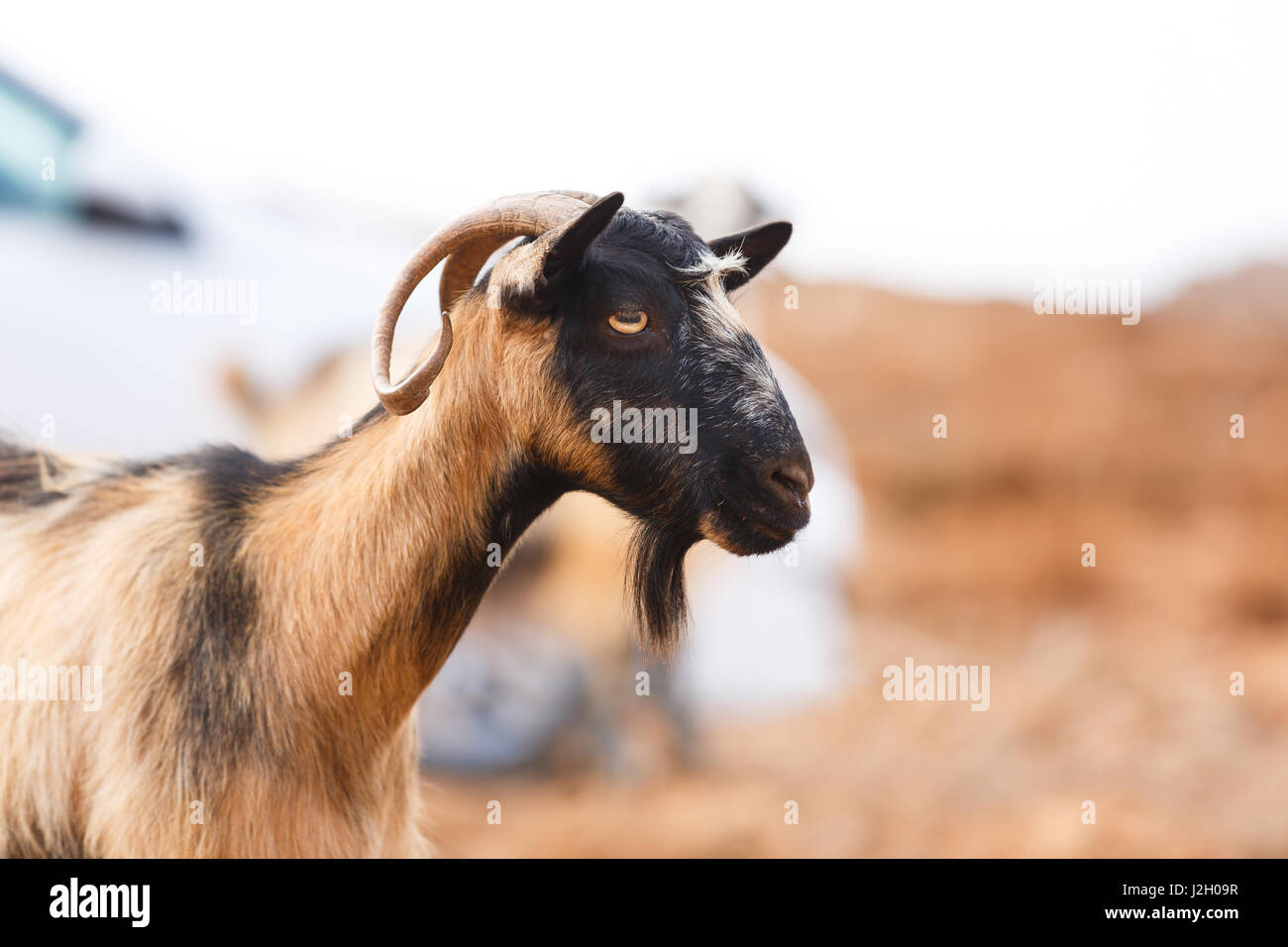 Mountain goat in the parking lot near the beach Balos, Crete Stock ...