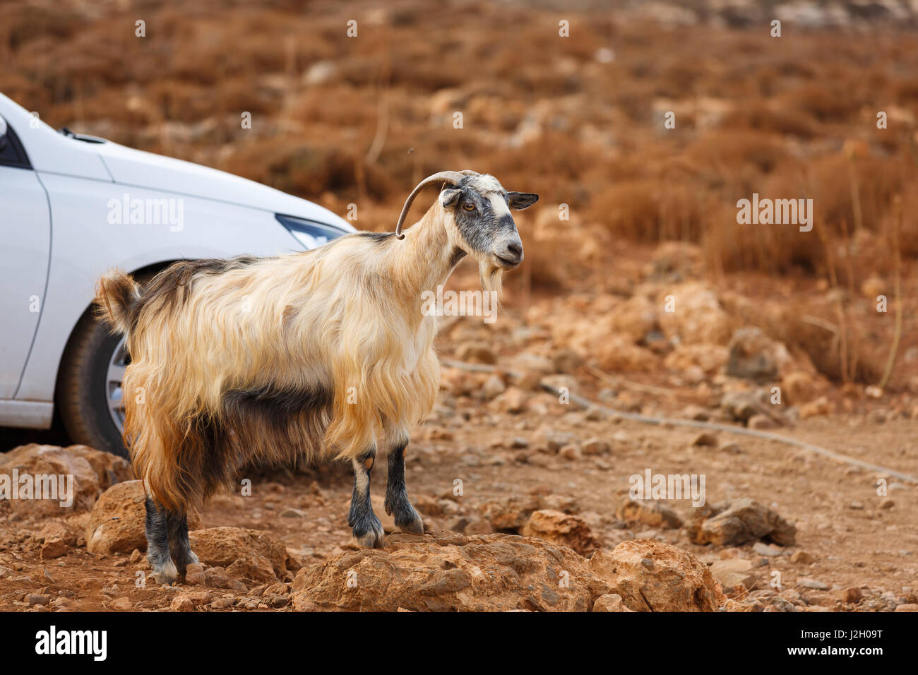 Mountain goat in the parking lot near the beach Balos, Crete Stock ...