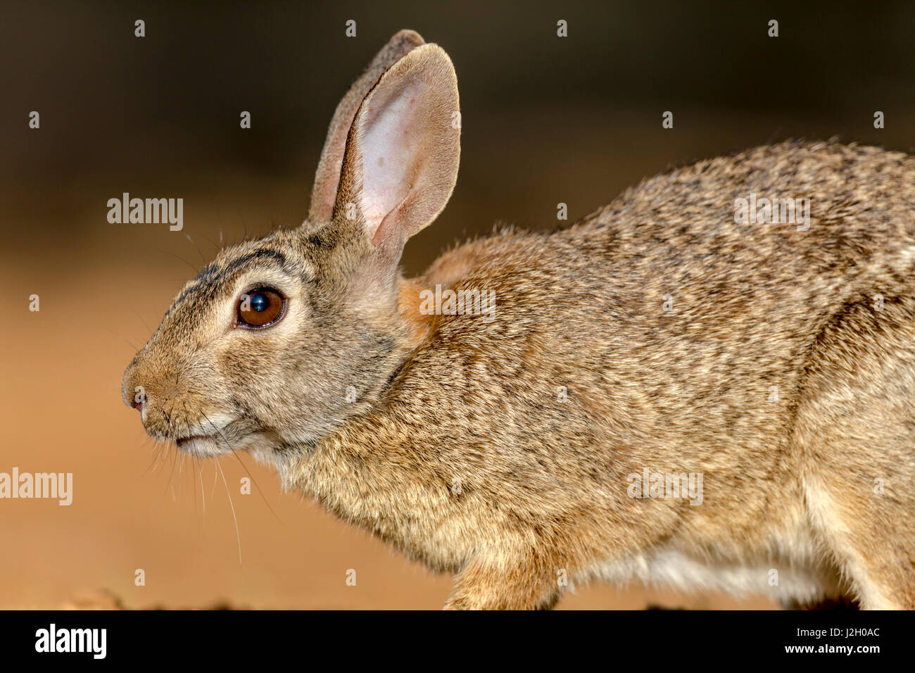 USA, Texas, Gatesville, Santa Clara Ranch. Desert cottontail rabbit ...