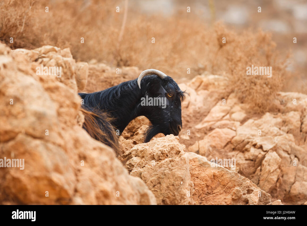 Goat head beach hi-res stock photography and images - Alamy